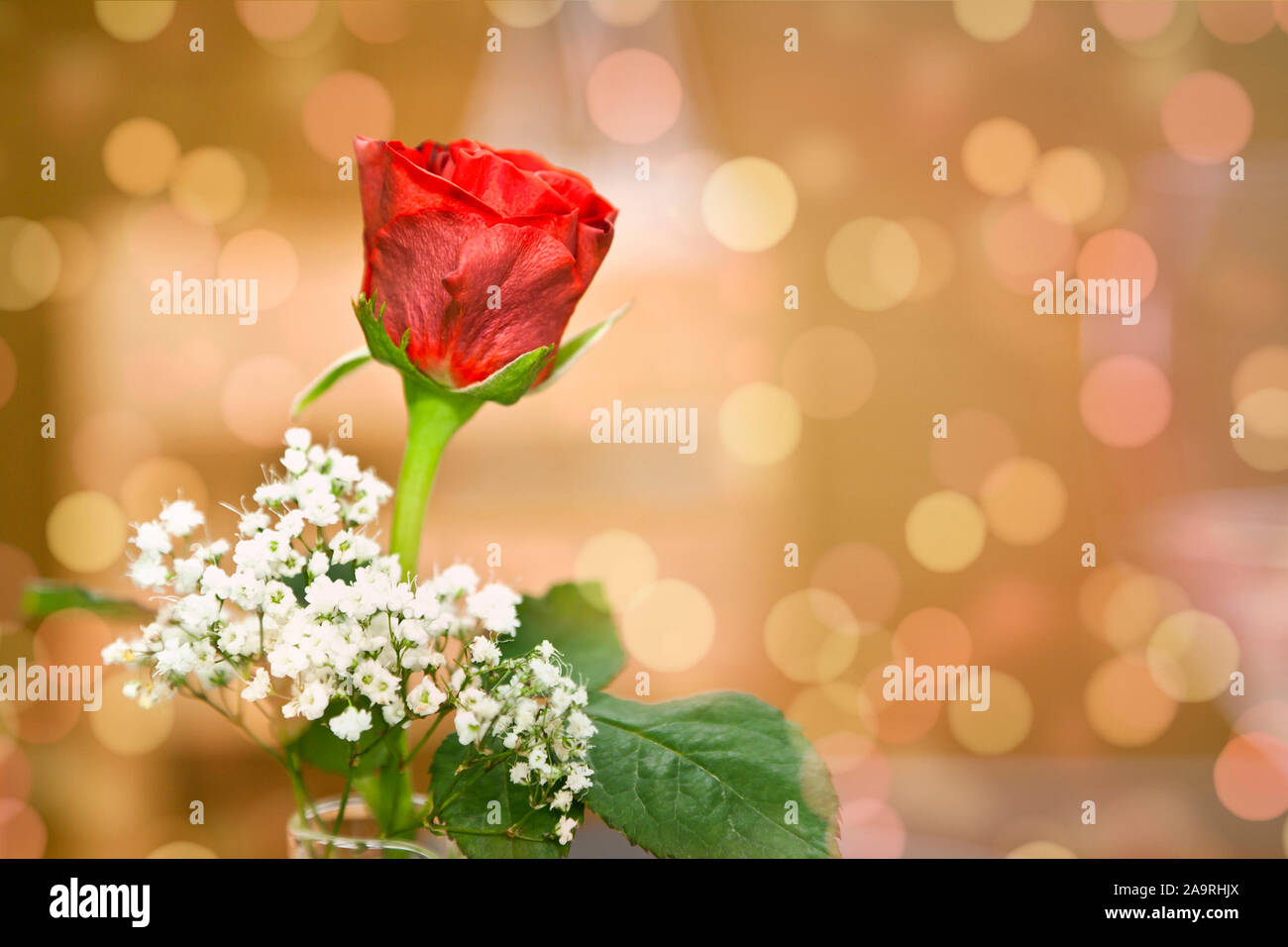 A red rose with nice bokeh background Stock Photo - Alamy
