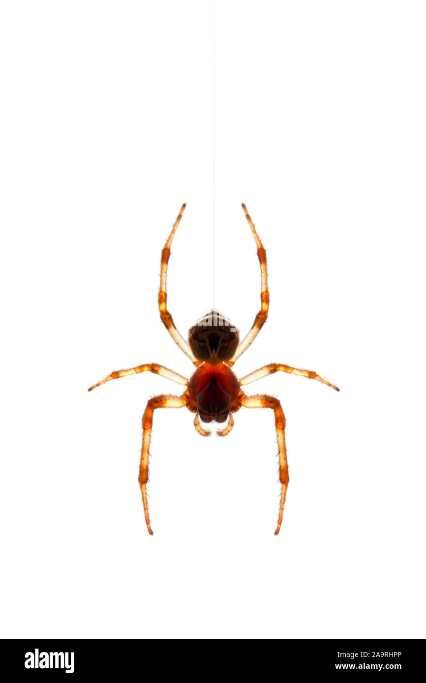 An image of a spider isolated on white Stock Photo - Alamy