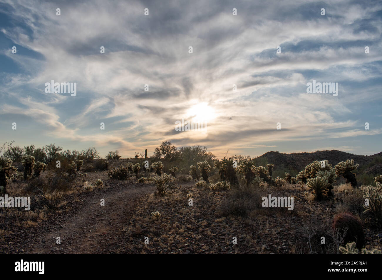 Late evening in the Sonoran Desert Stock Photo - Alamy