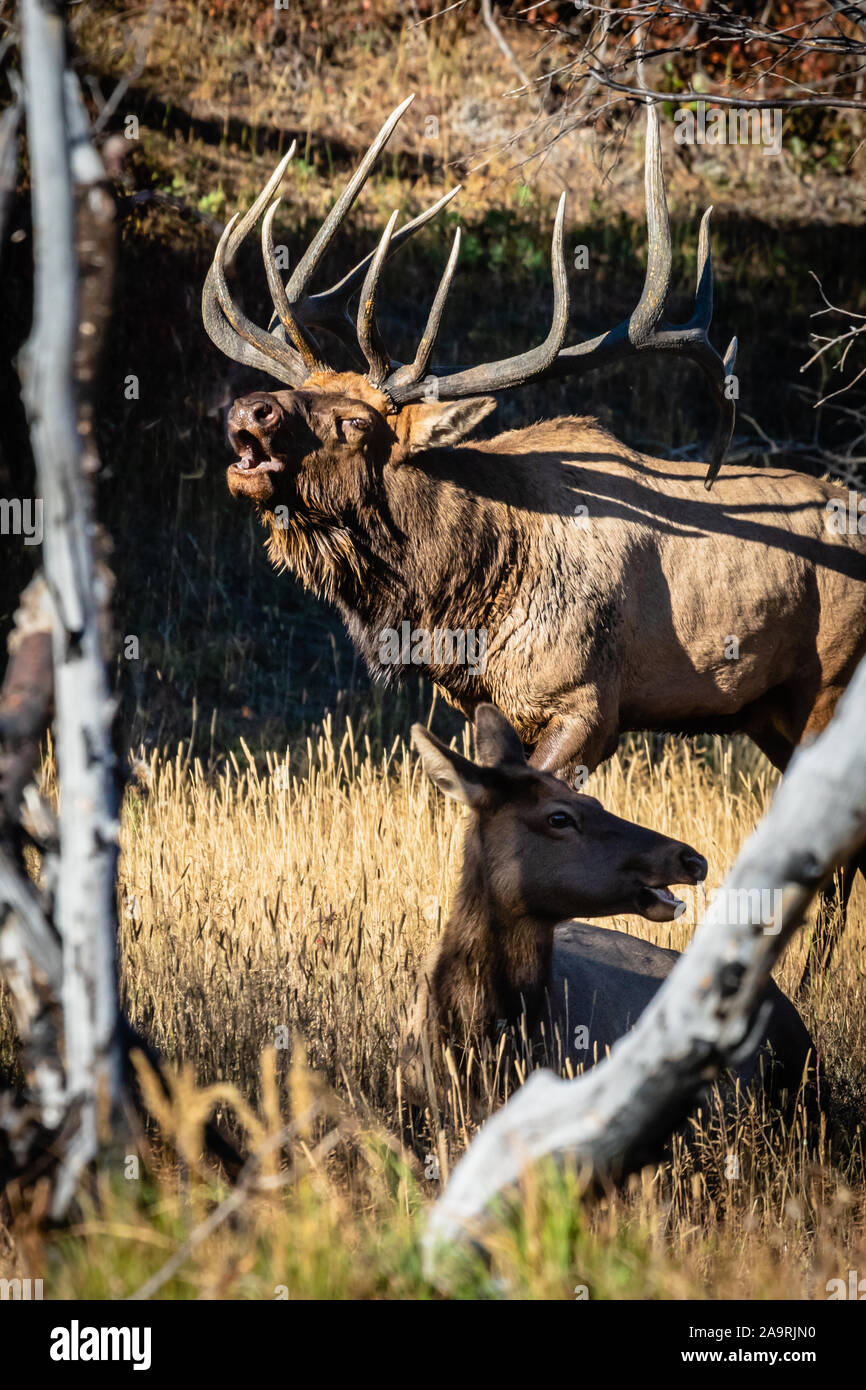 Large bull elk bugling on the mountain Stock Photo - Alamy