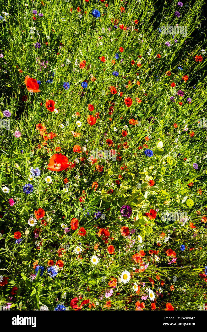 Colour explosion of flowers Stock Photo - Alamy