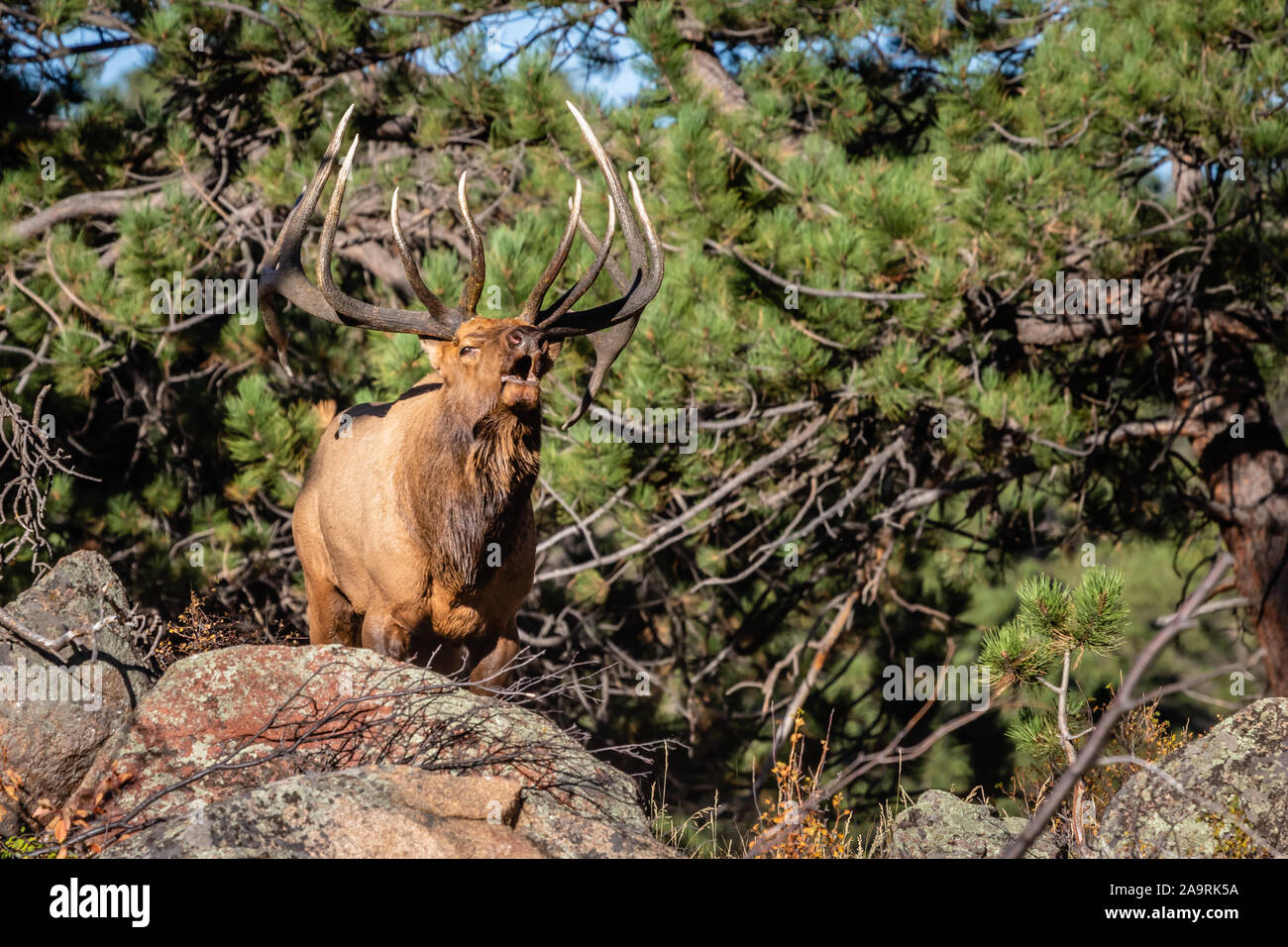 Large bull elk bugling on the mountain Stock Photo - Alamy