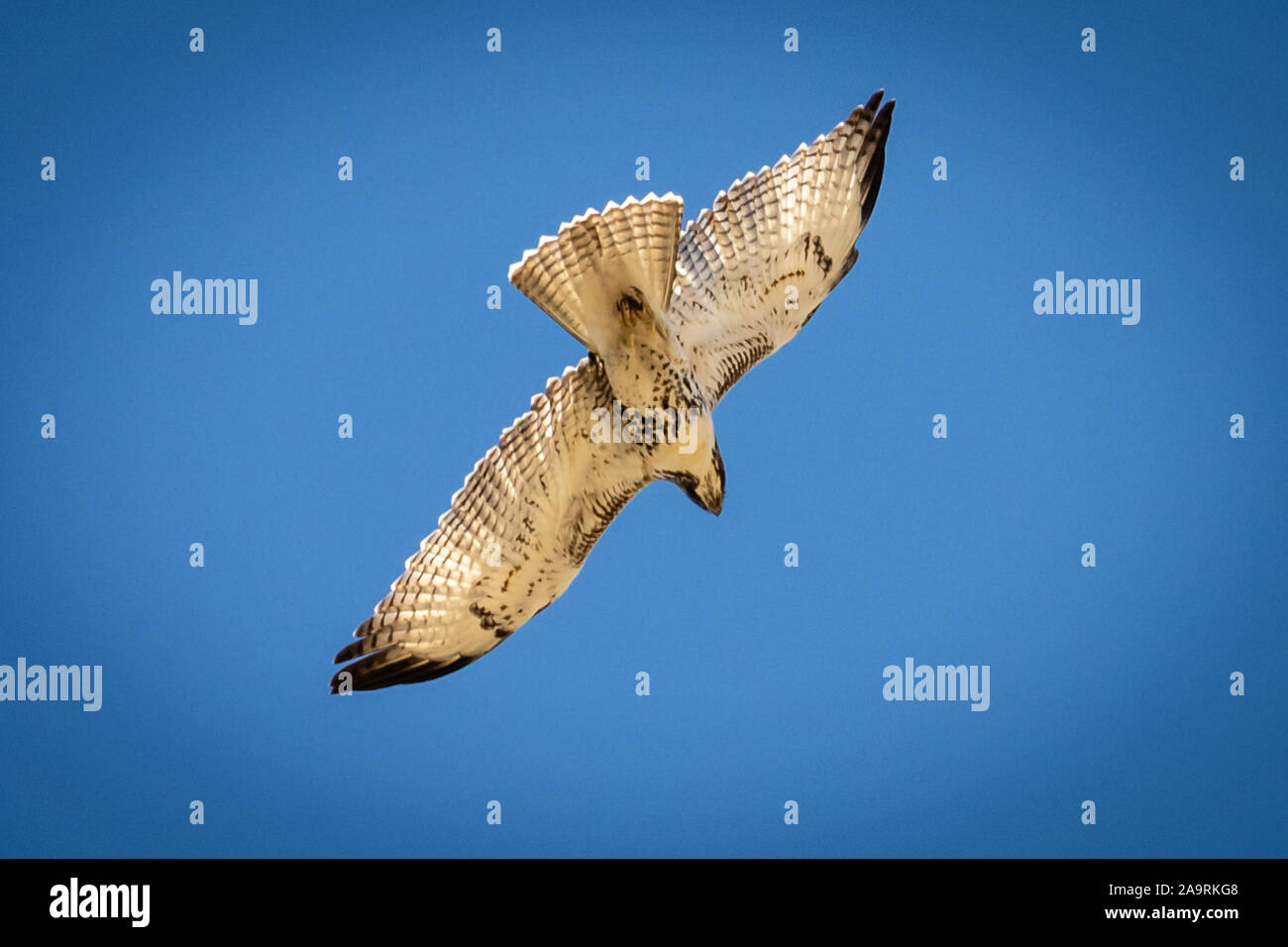 Raptor in flight Stock Photo - Alamy