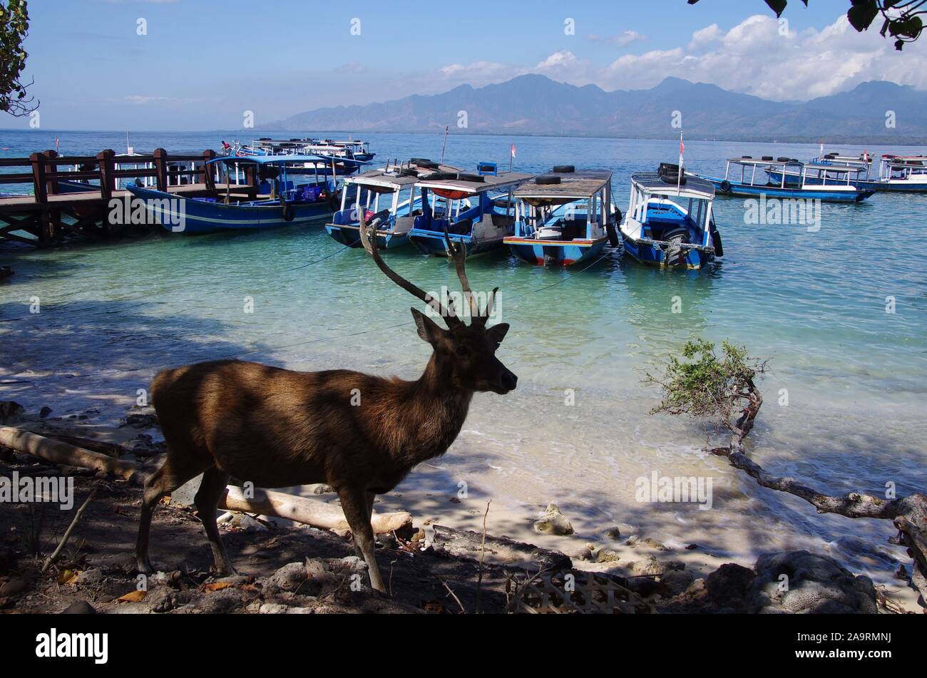 Indonesia deer hi-res stock photography and images - Alamy