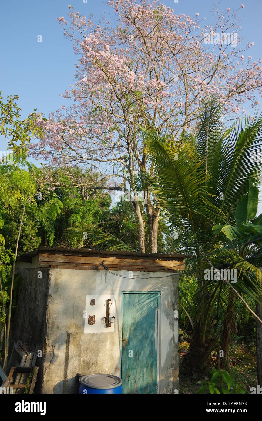 Mayflower tree hi-res stock photography and images - Alamy