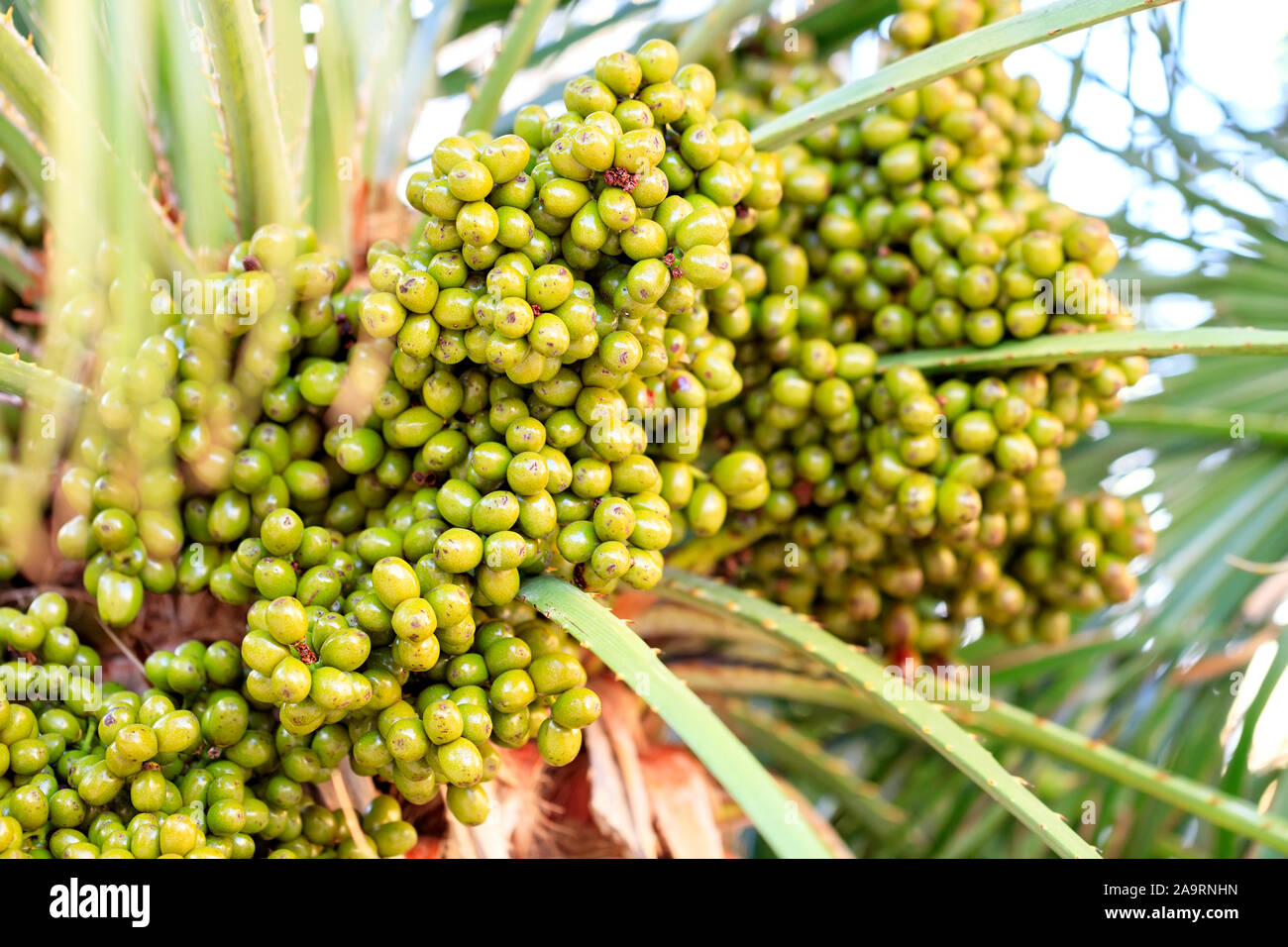 Fruits of green dates grow on a palm tree in the morning light closeup ...