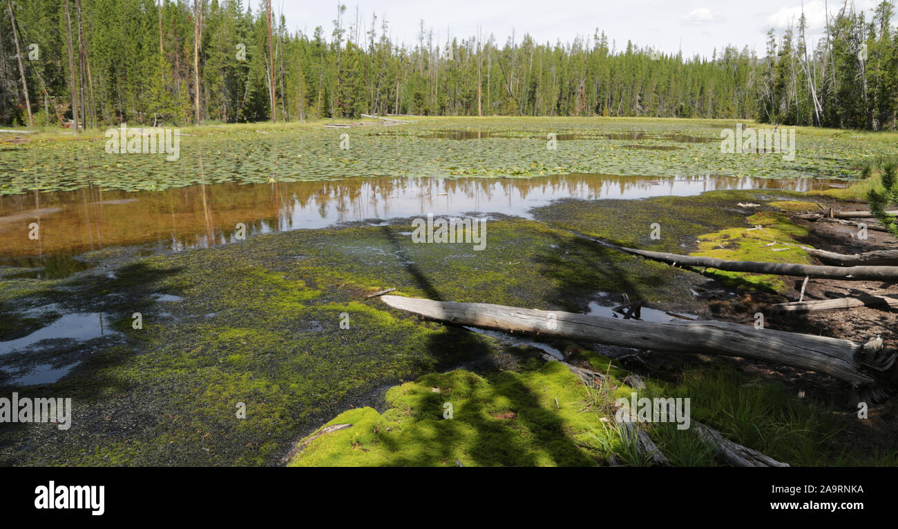 in USA inside the yellowstone national park the brauty of amazing ...