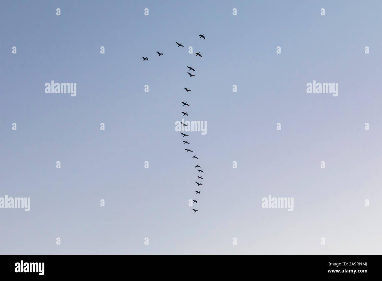 Flying wedge hi-res stock photography and images - Alamy