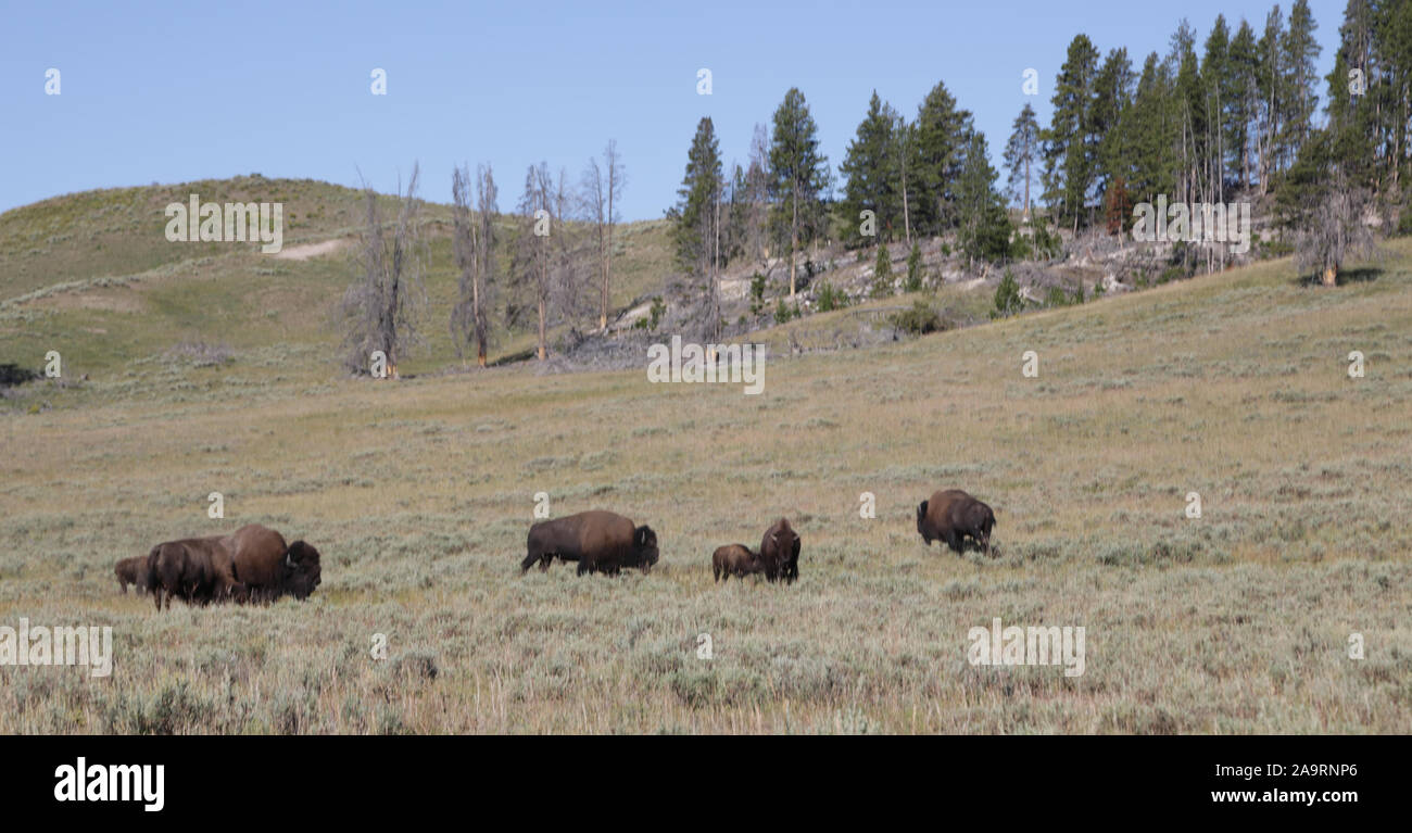 in USA inside the yellowstone national park the beauty of amazing ...