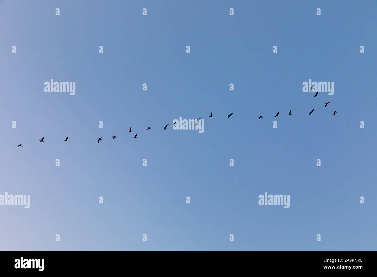 Wedge formation hi-res stock photography and images - Alamy