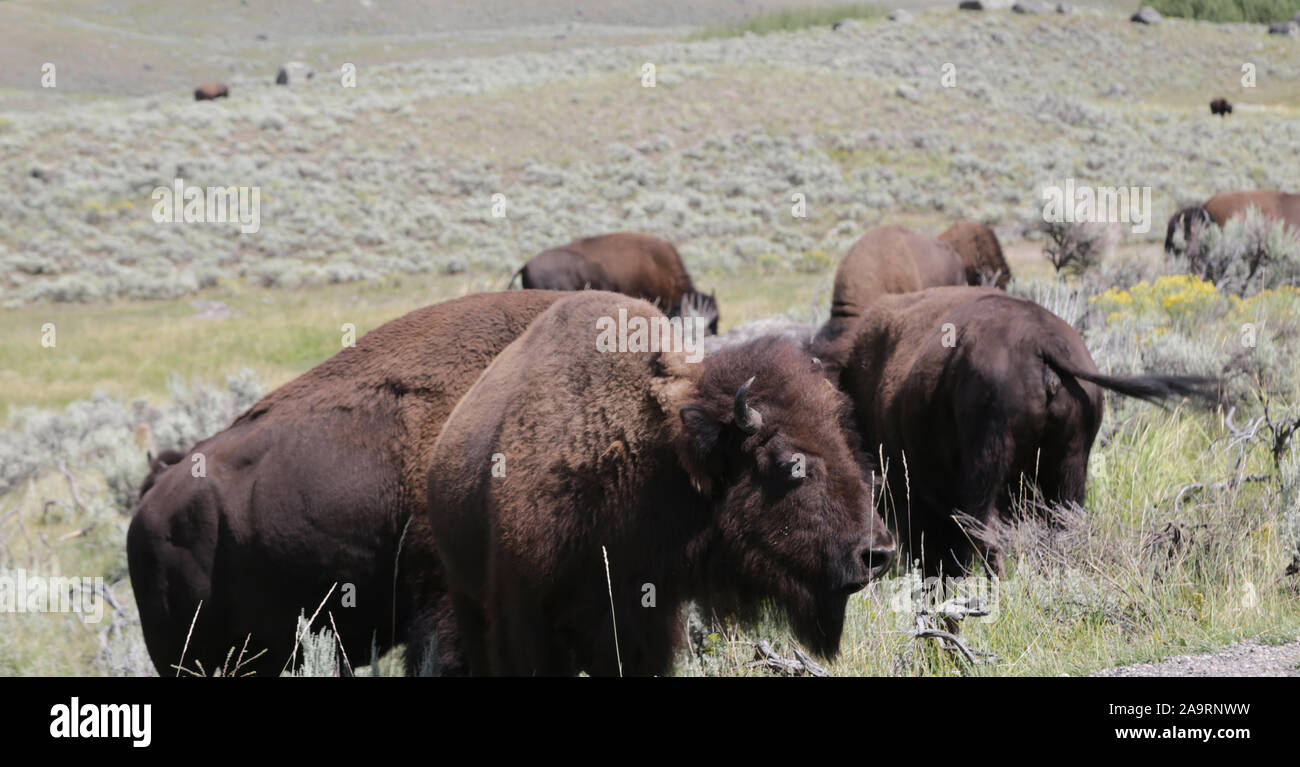 in USA inside the yellowstone national park the beauty of amazing ...