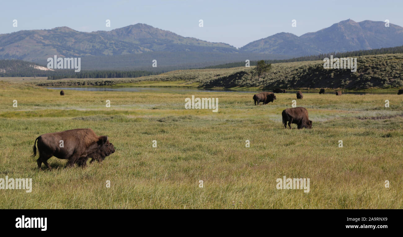 in USA inside the yellowstone national park the beauty of amazing ...