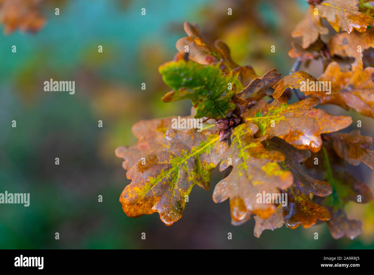 Autumn leaves with beautiful brown colors Stock Photo - Alamy