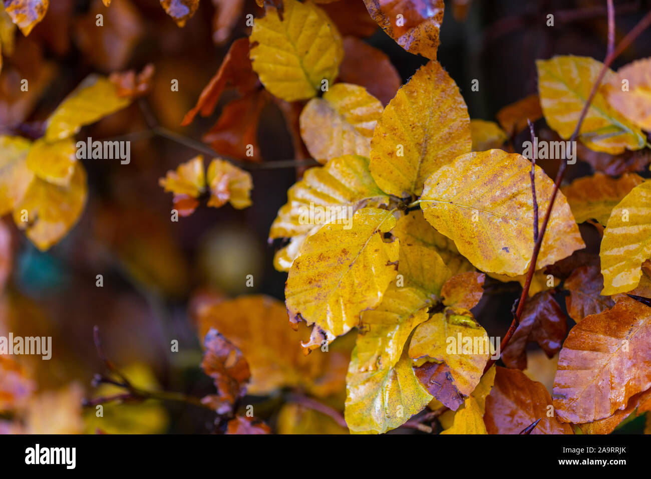 Autumn leaves with beautiful brown colors Stock Photo - Alamy