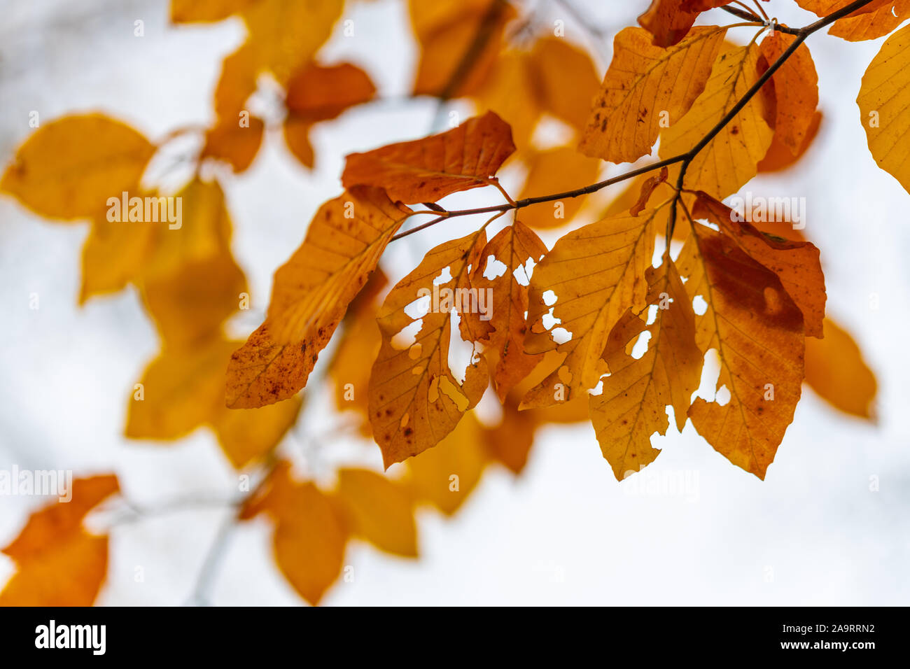 Autumn leaves with beautiful brown colors Stock Photo - Alamy