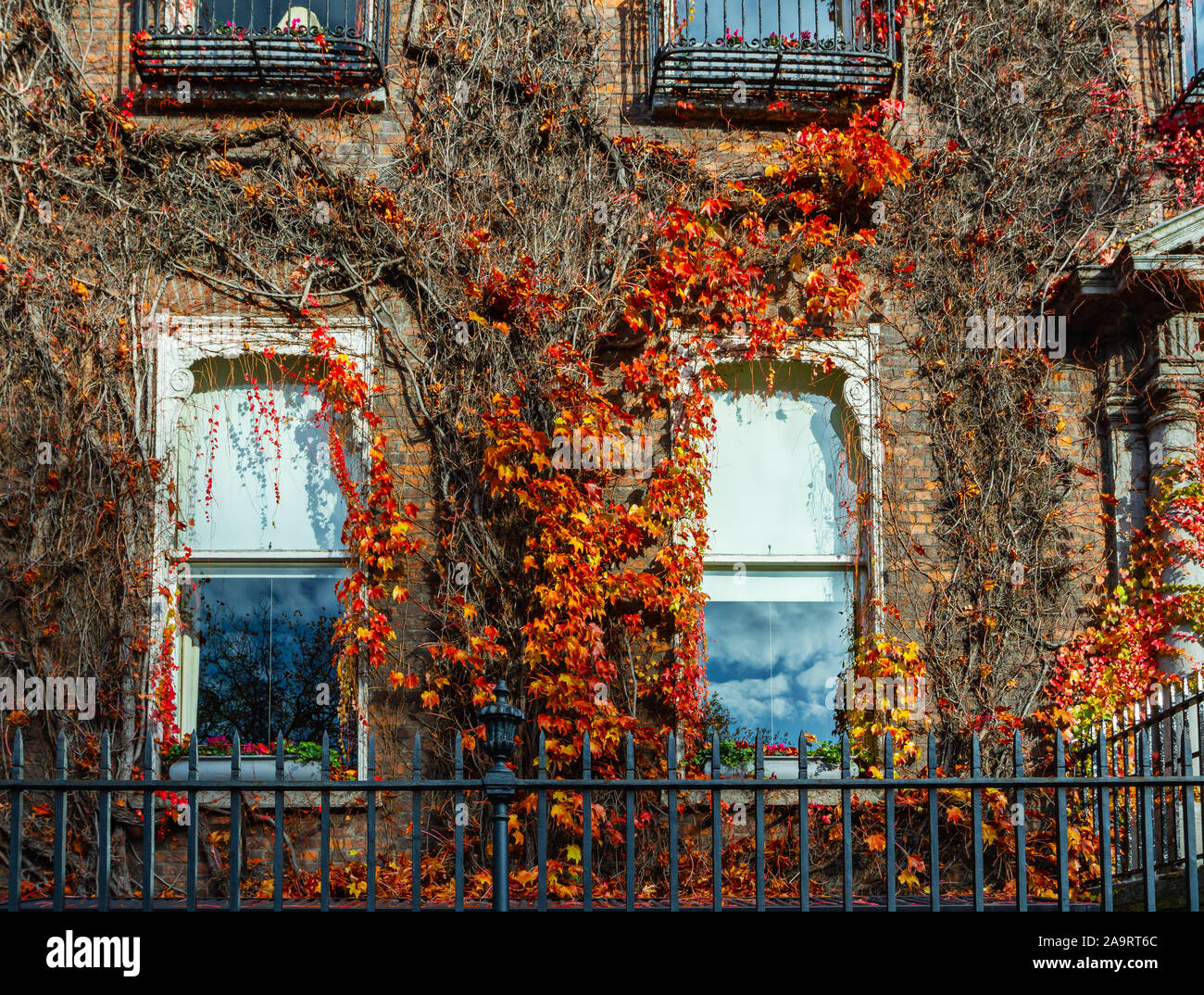 Boston Ivy Parthenocissus tricuspidata leaves changing color during ...