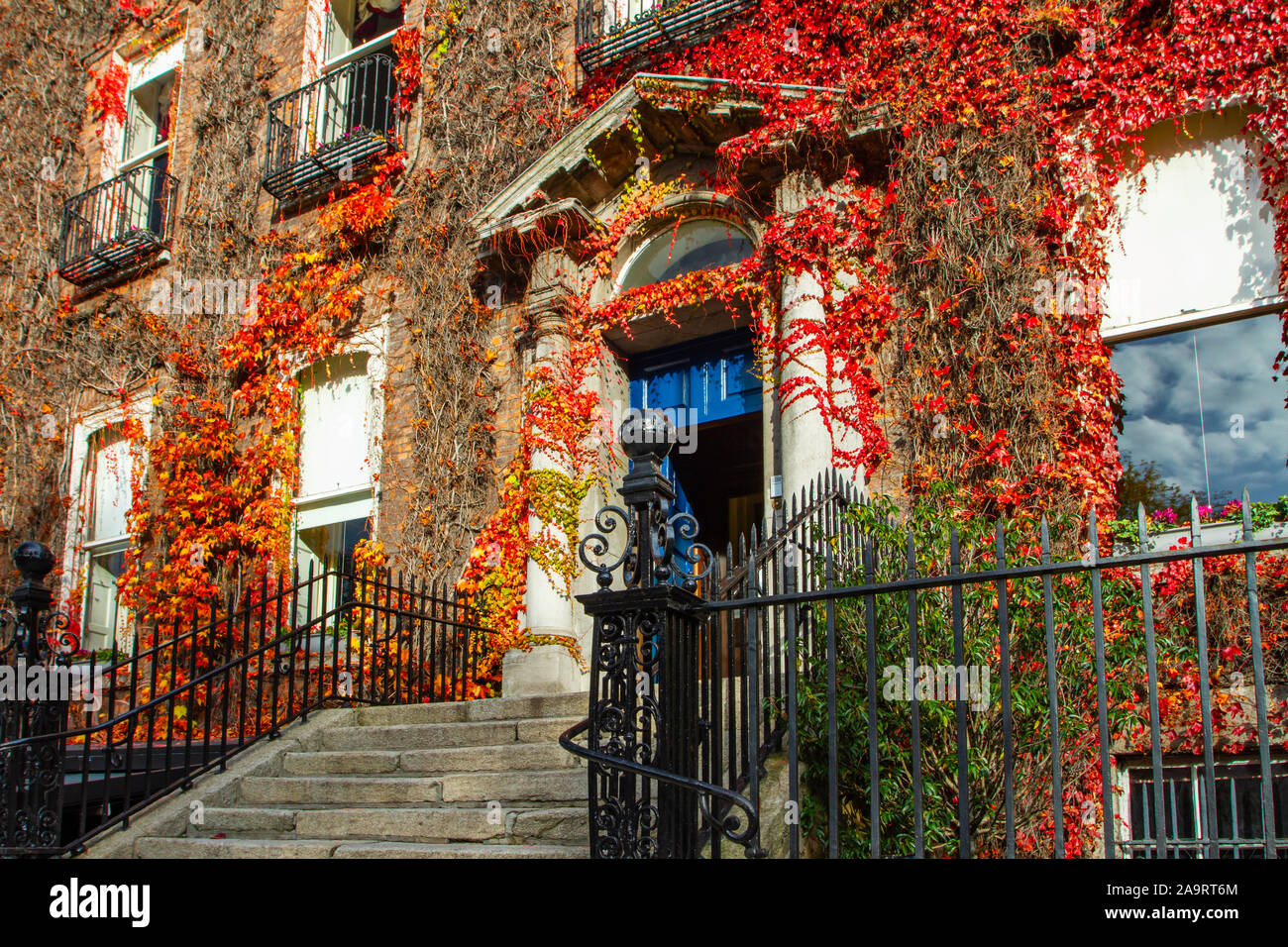 Boston ivy creeper Parthenocissus tricuspidata leaves changing color ...
