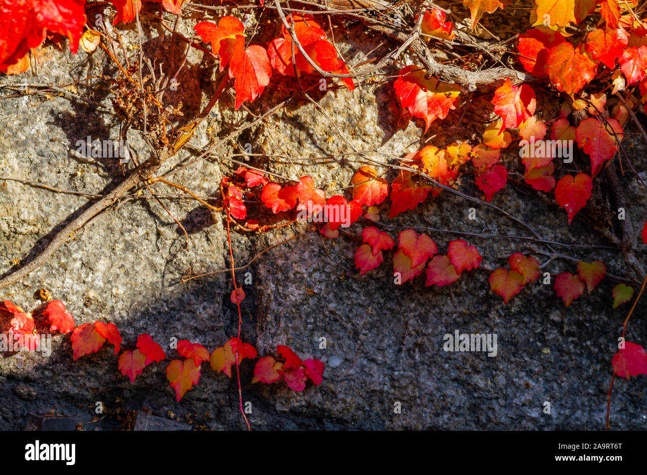 Ivy changing colour hi-res stock photography and images - Alamy