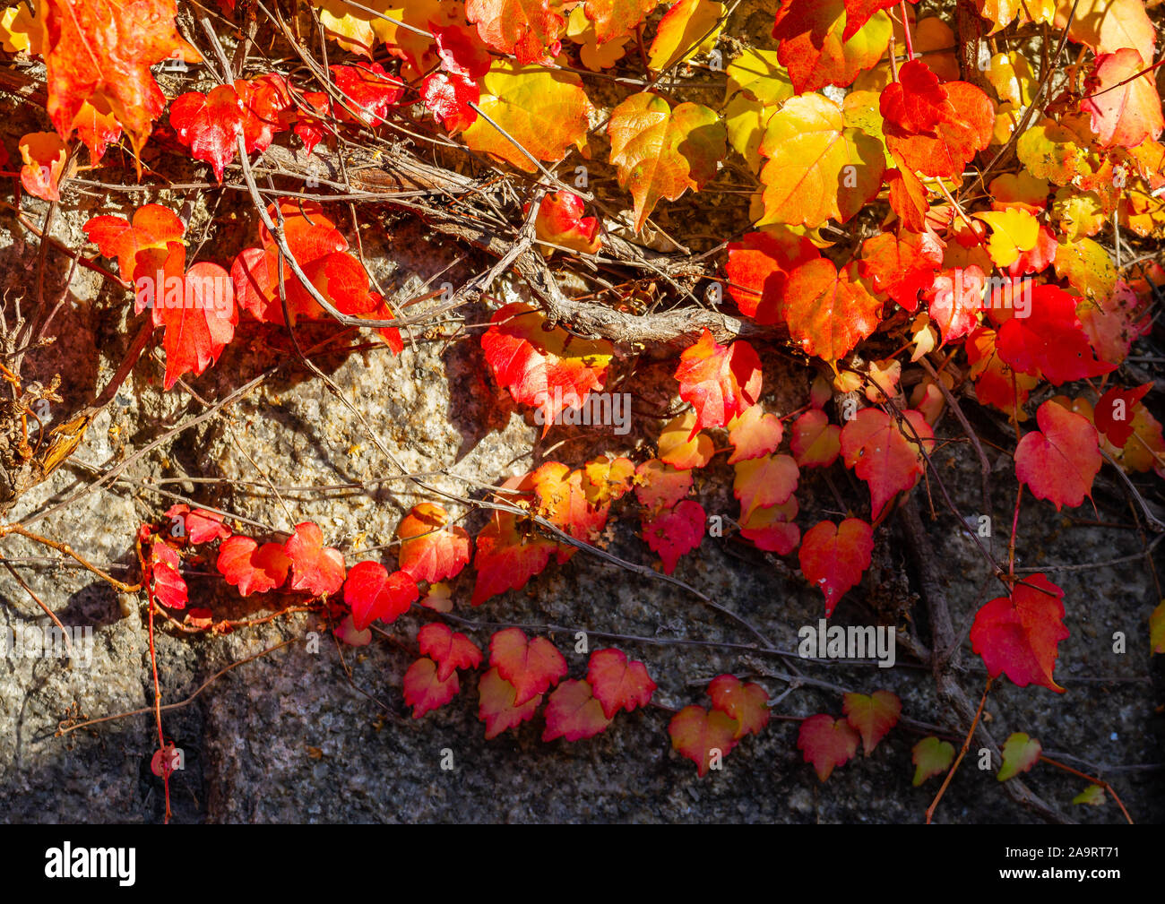 Boston Ivy creeper Parthenocissus tricuspidata leaves changing color ...