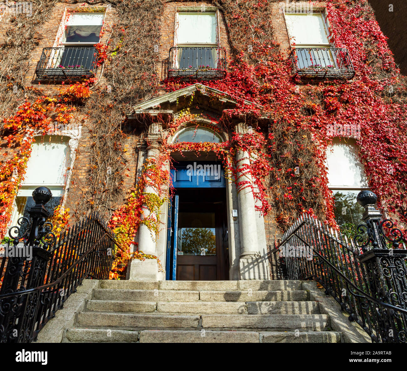 Boston ivy creeper Parthenocissus tricuspidata leaves changing color ...