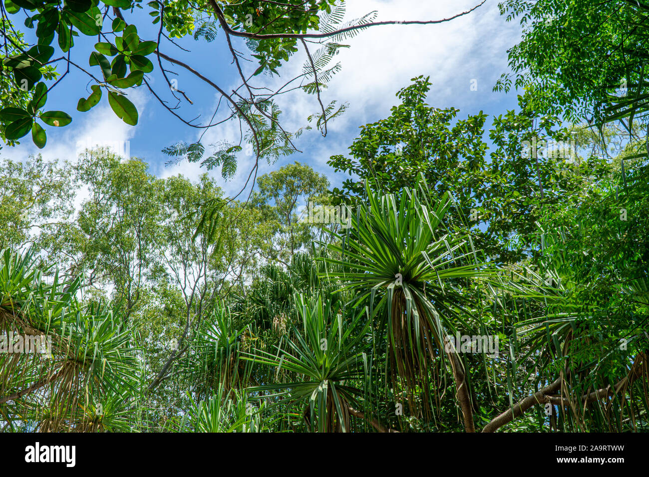 a view into the australian jungle in beautiful weather and blue sky ...