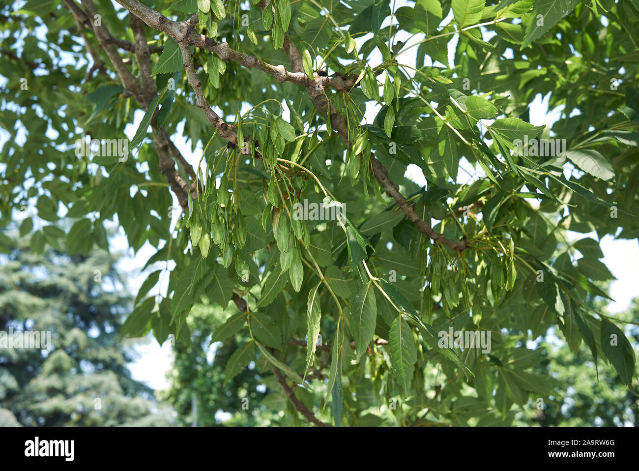 Fraxinus excelsior tree Stock Photo - Alamy