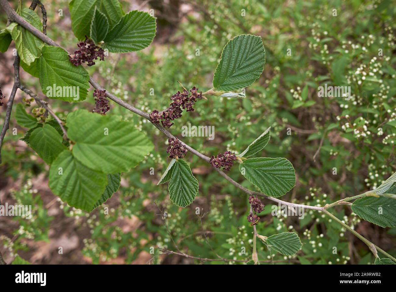 fresh foliage of Hamamelis virginiana shrub Stock Photo - Alamy