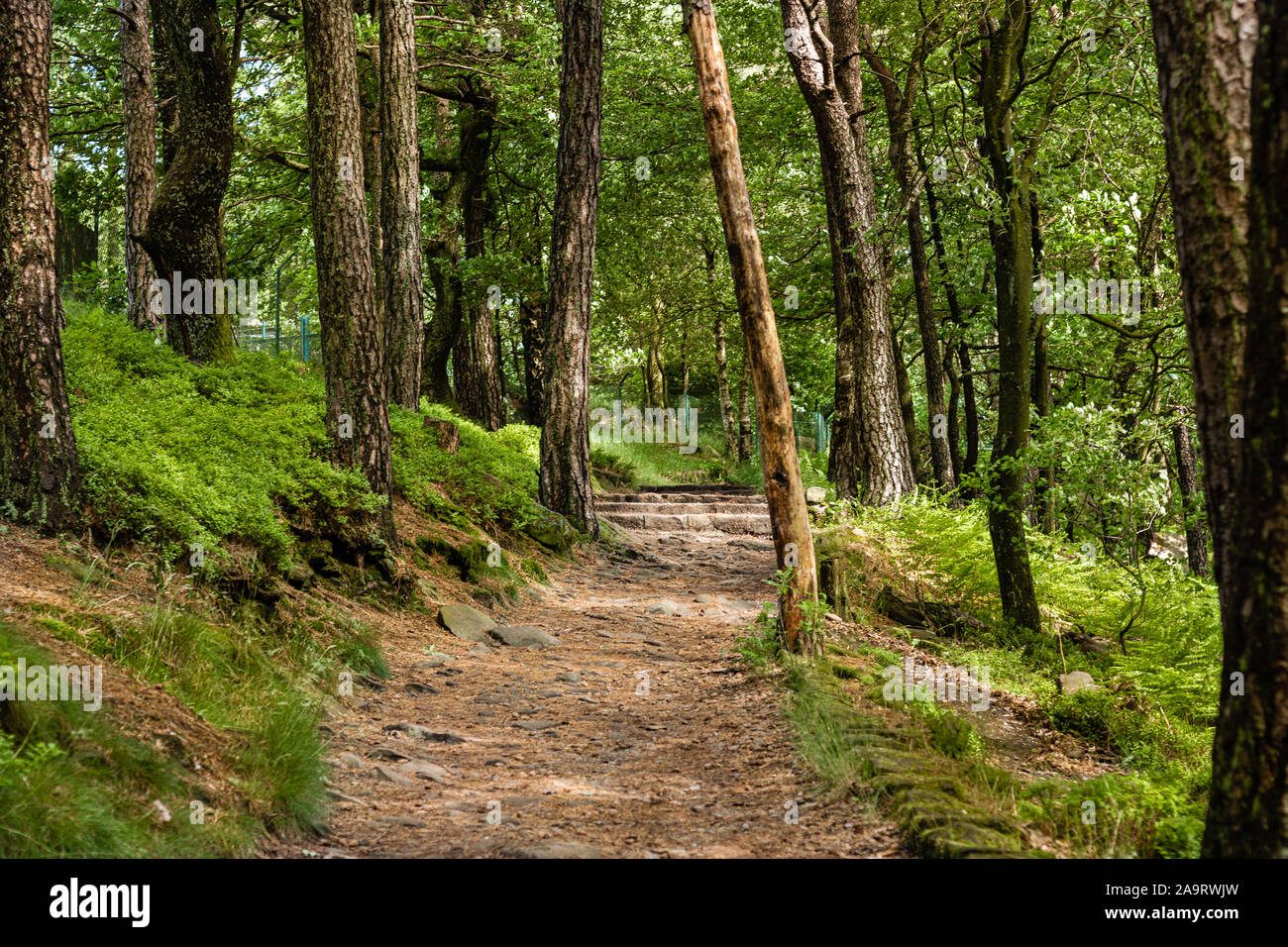 Pathway in Palatinate forest (Pfälzerwald) at summer with shadows at ...