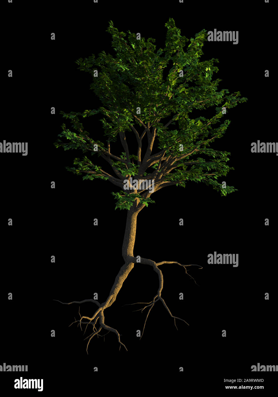 small tree with roots, isolated on black background Stock Photo - Alamy