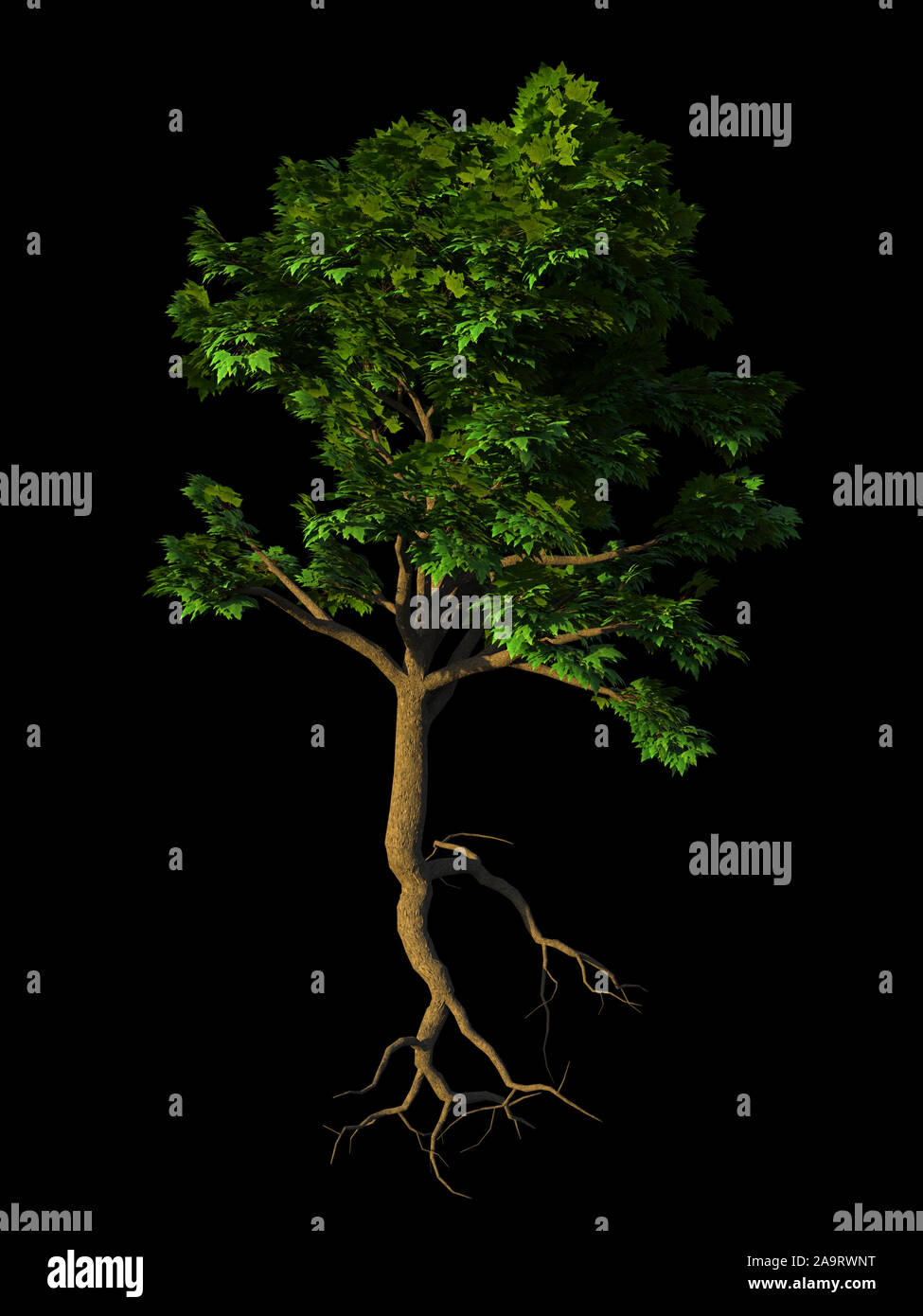 small tree with roots, isolated on black background Stock Photo - Alamy