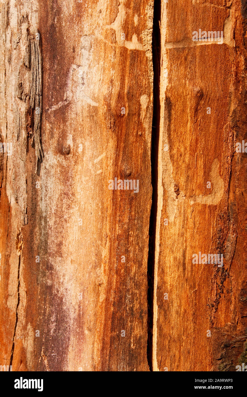 Cherry tree bark texture hi-res stock photography and images - Alamy