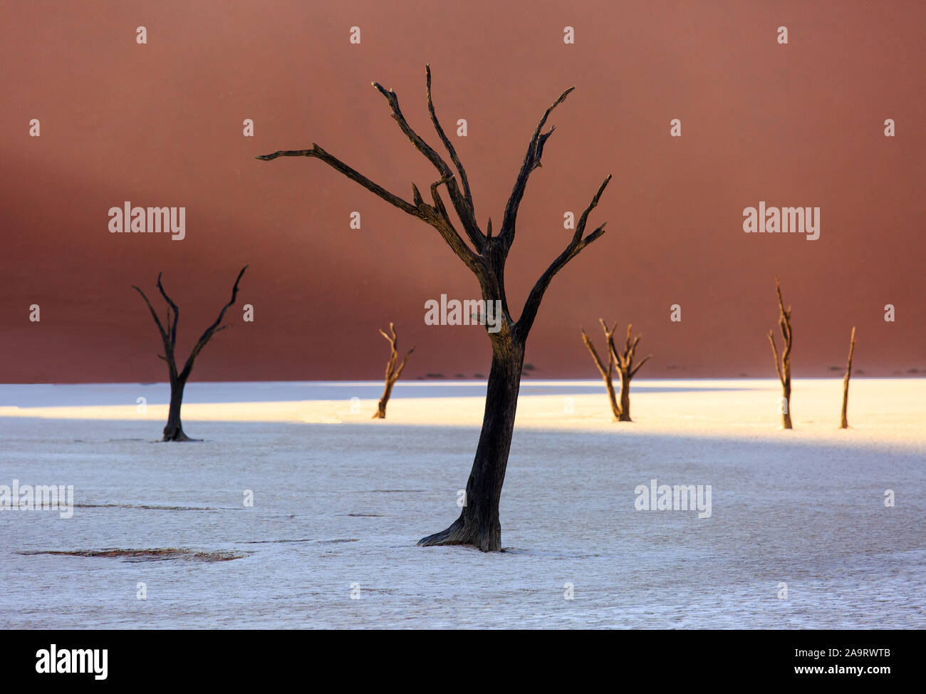 Silhouettes of dry hundred years old trees in the desert among red sand ...