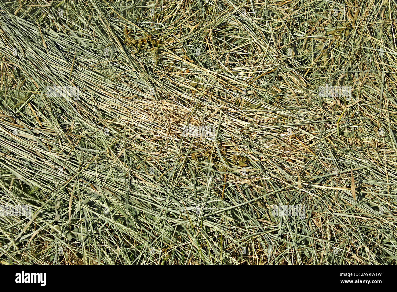 Dries hay with cereal herbs and other wild meadow grasses as a texture ...