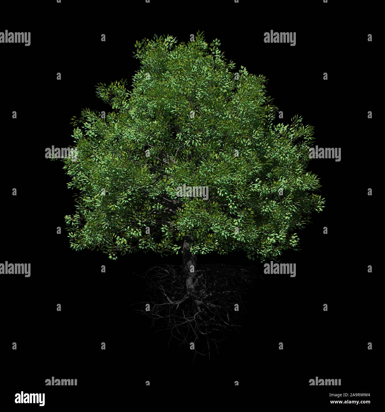tree with roots, isolated on black background Stock Photo - Alamy