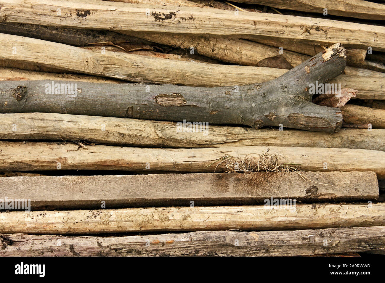 Thin wood stick hi-res stock photography and images - Alamy