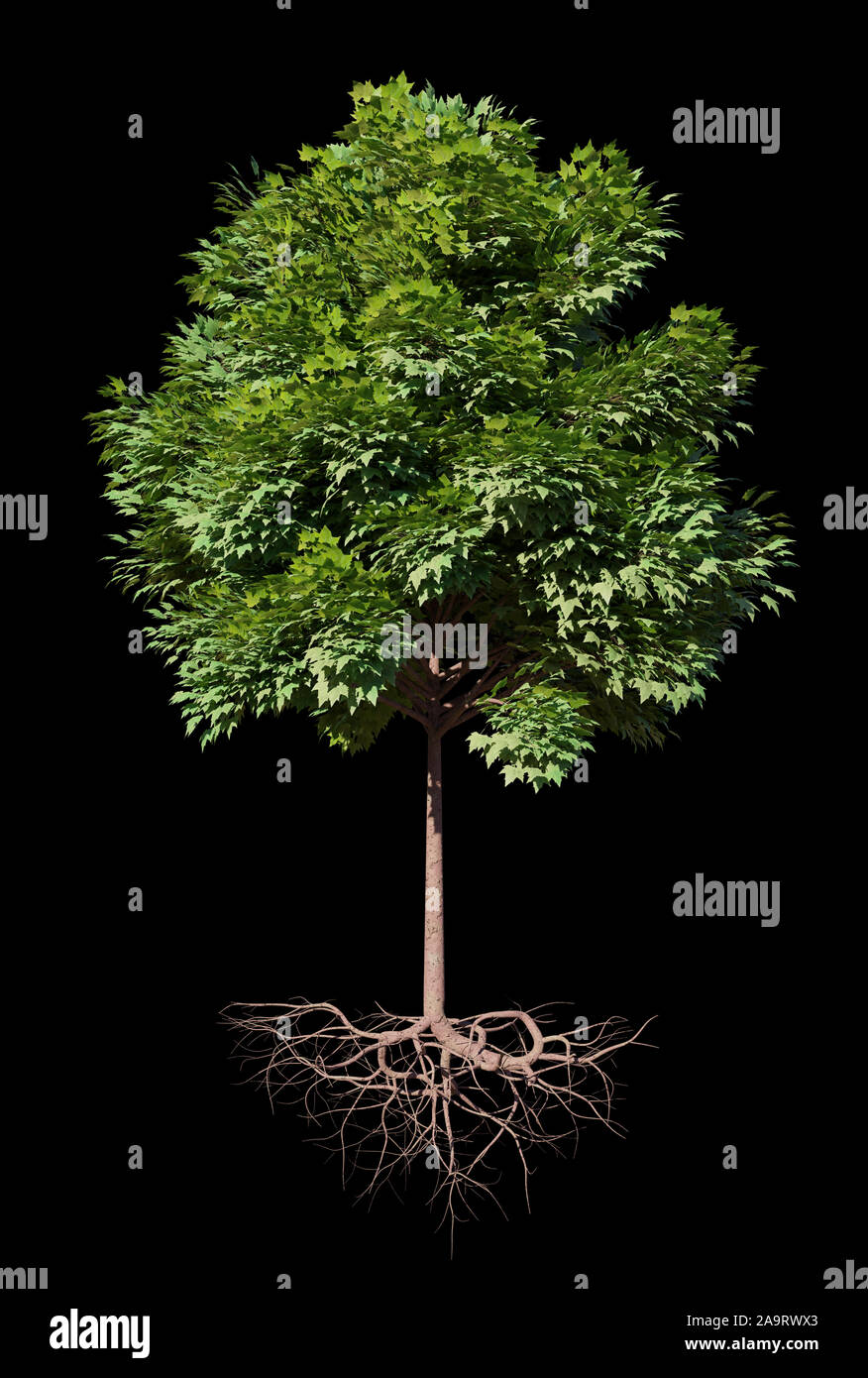 tree with roots isolated on black background Stock Photo - Alamy