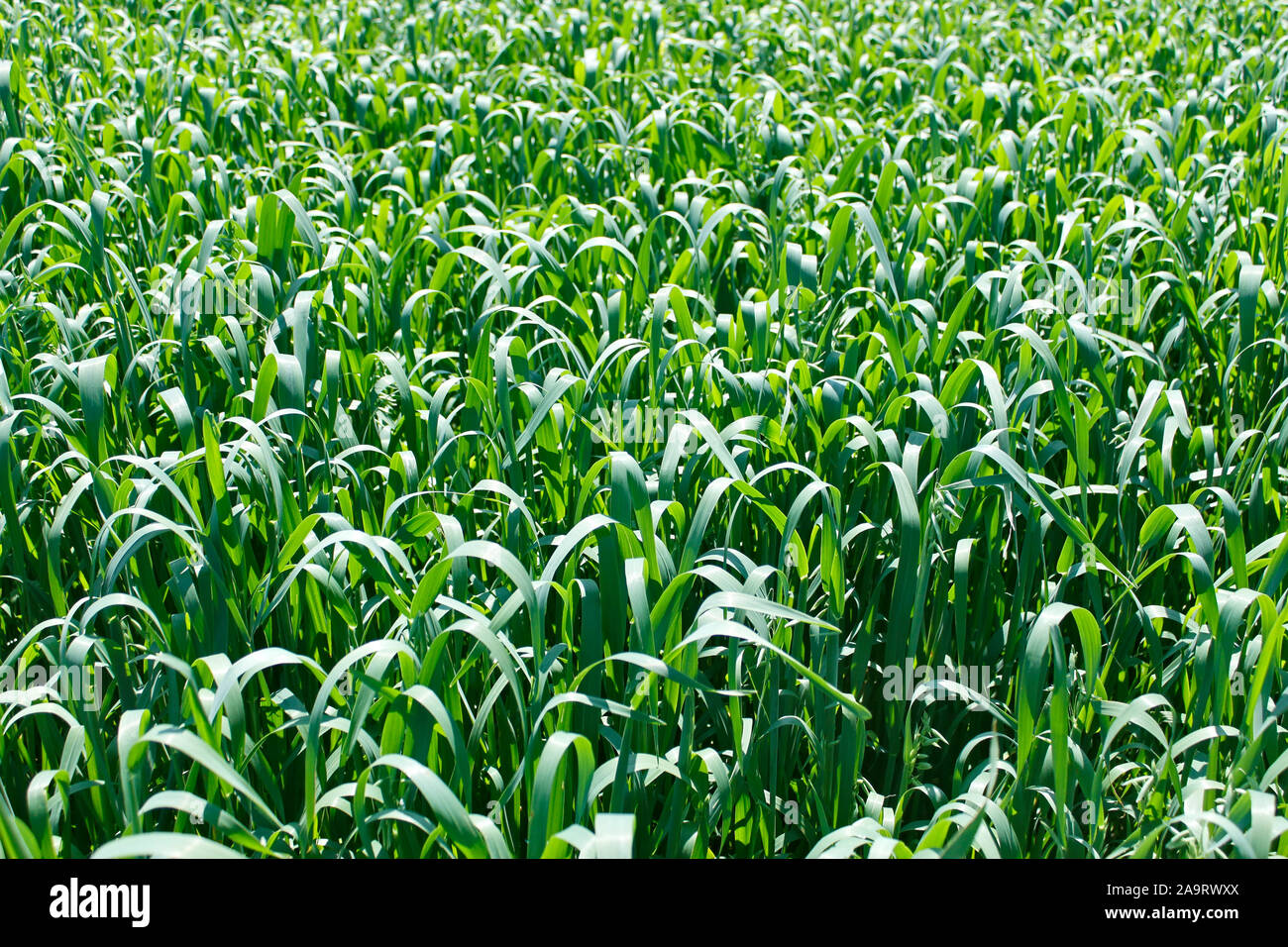Field full ripe oats in hi-res stock photography and images - Alamy