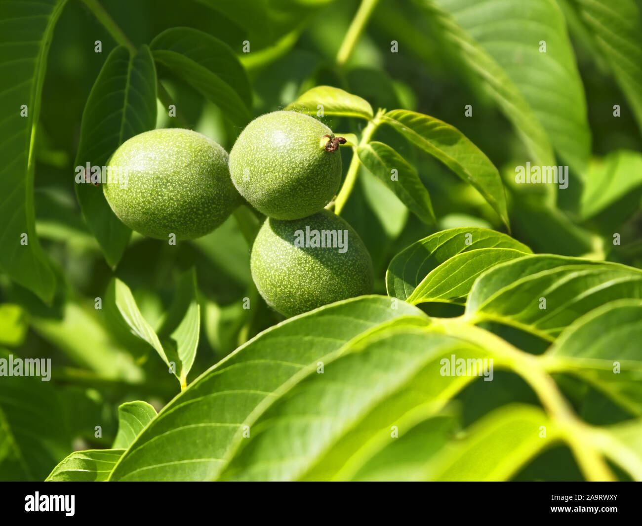 Walnut scene hi-res stock photography and images - Alamy