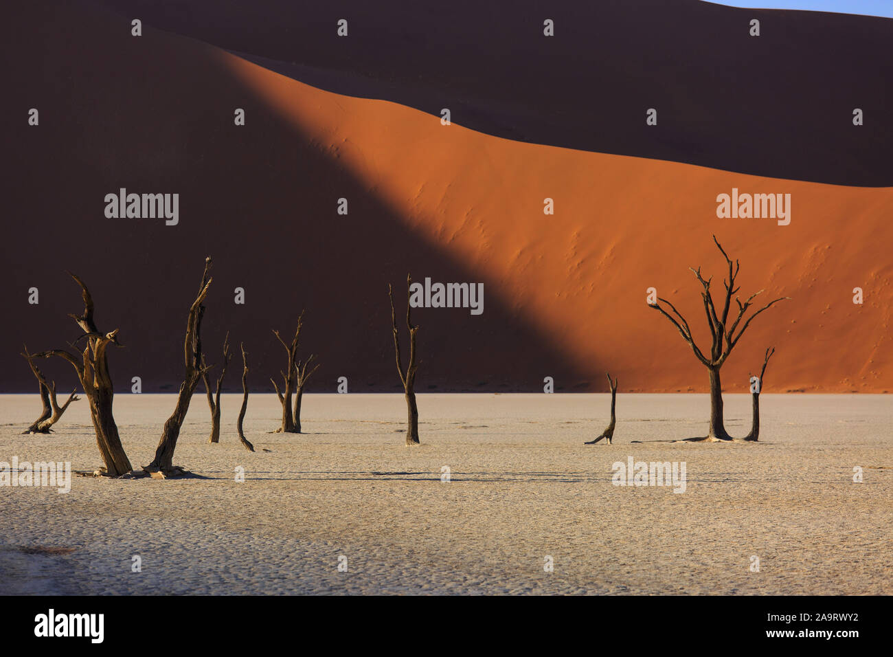 Silhouettes of dry hundred years old trees in the desert among red sand ...