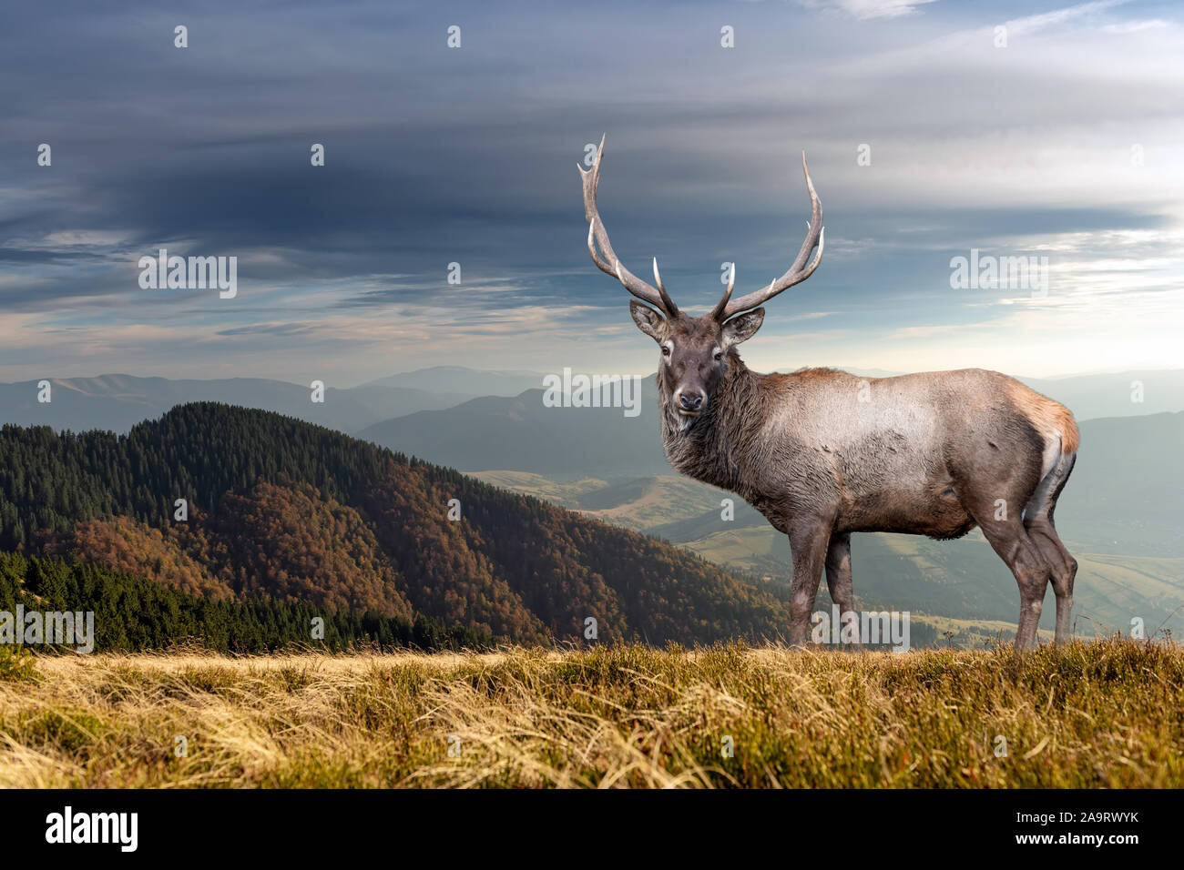 Deer mountain hi-res stock photography and images - Alamy