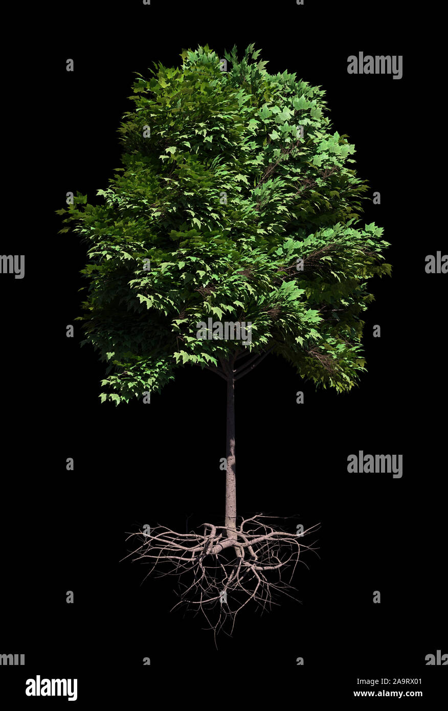 Tree With Roots Cutout High Resolution Stock Photography and Images - Alamy