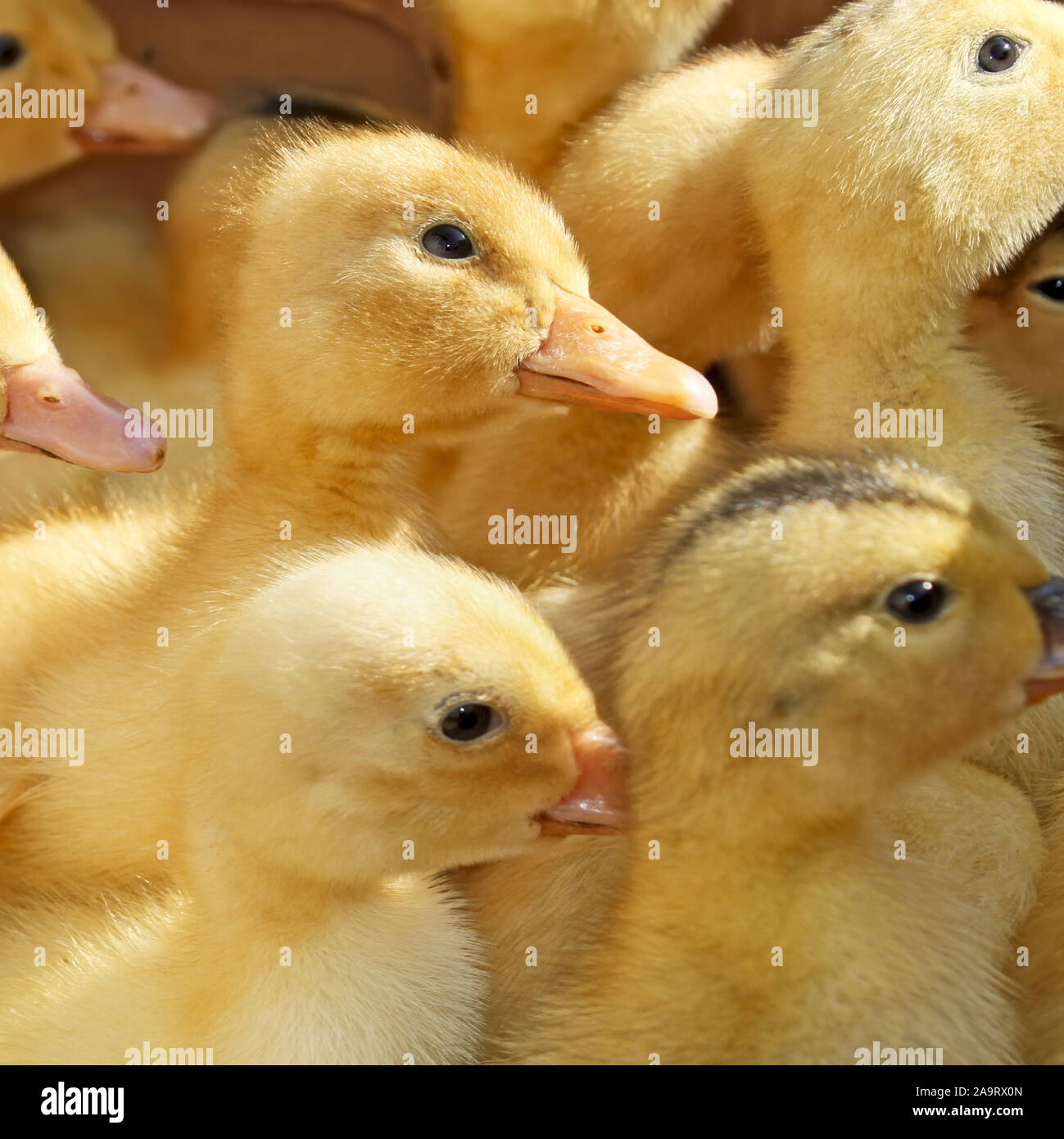 Many amusing small yellow ducklings in herd Stock Photo - Alamy