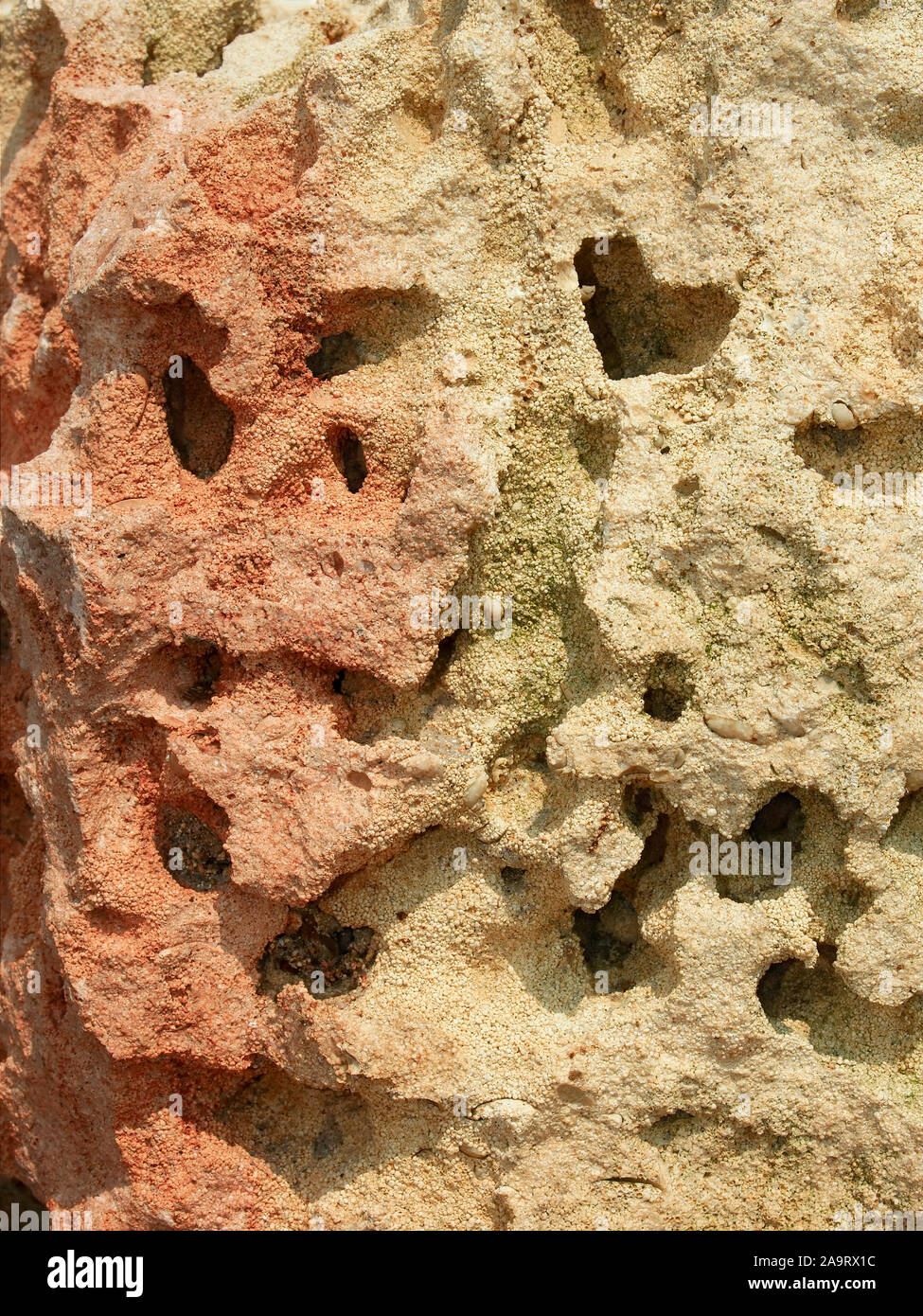 Shell limestone rock hi-res stock photography and images - Alamy