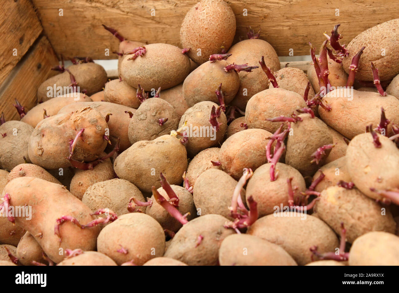 Sprouting potato tubers in wooden box before planting into the soil ...