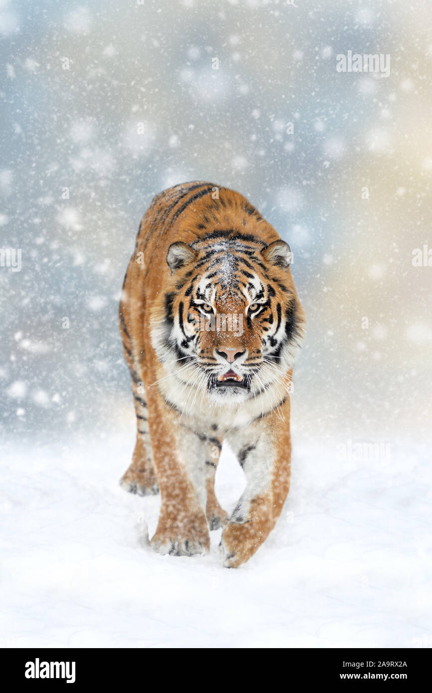 Tiger in a snow on Christmas background. Winter wonderland. New Year ...