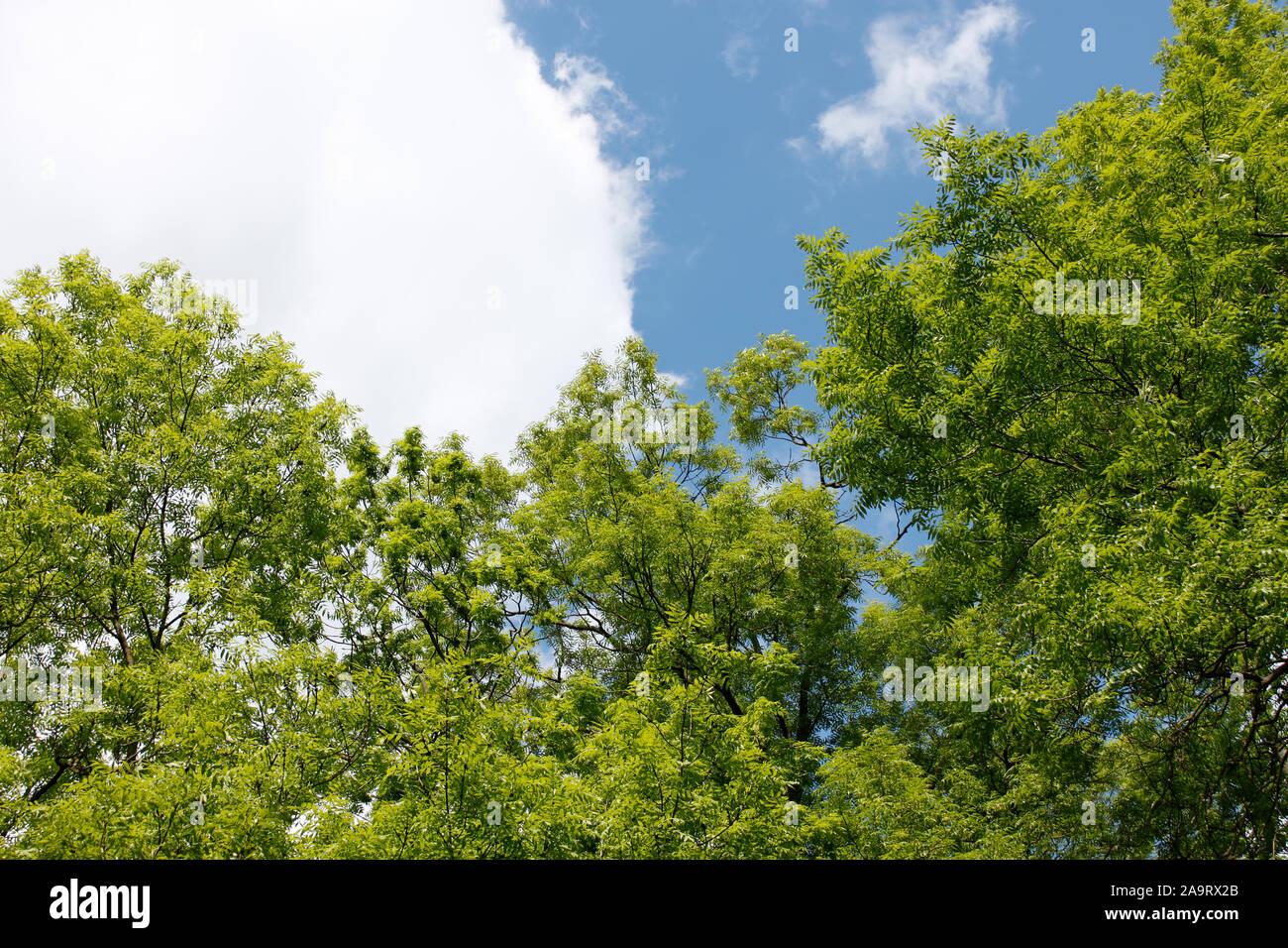 Ash tree crowns against the sky with white clouds Stock Photo - Alamy