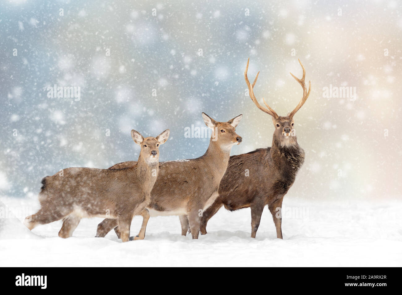Deer Wallpaper Winter