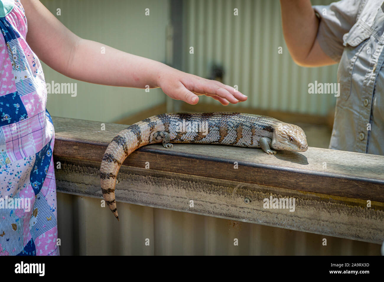 an Australian lizard sits trustfully on a human hand and can be stroked ...