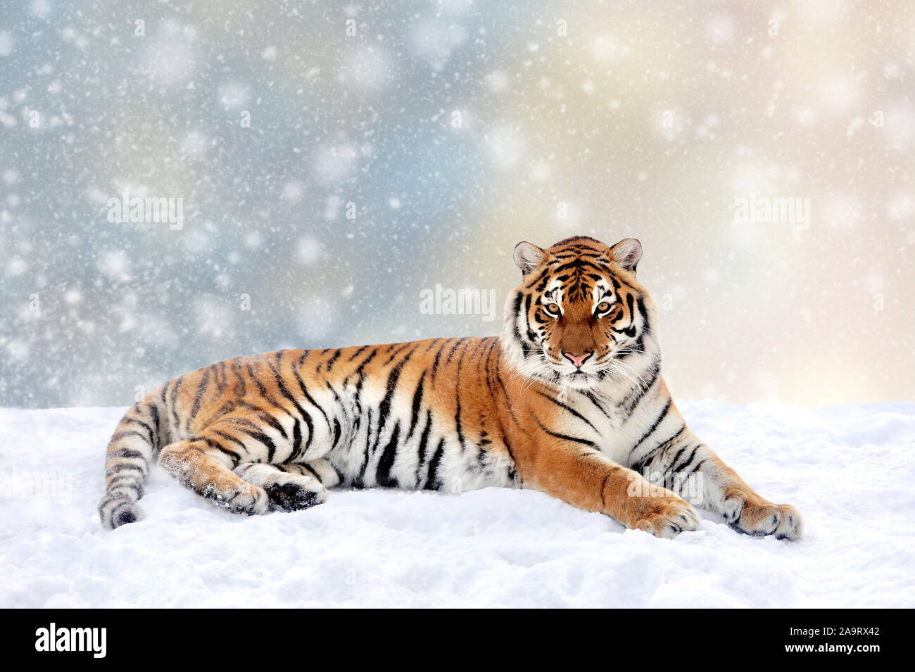 Snow tiger hi-res stock photography and images - Alamy