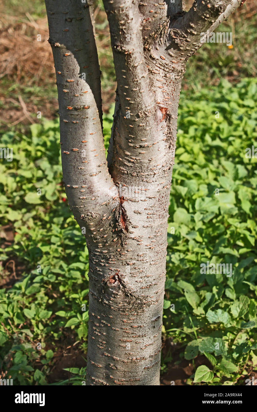 American Plum Tree Leaves